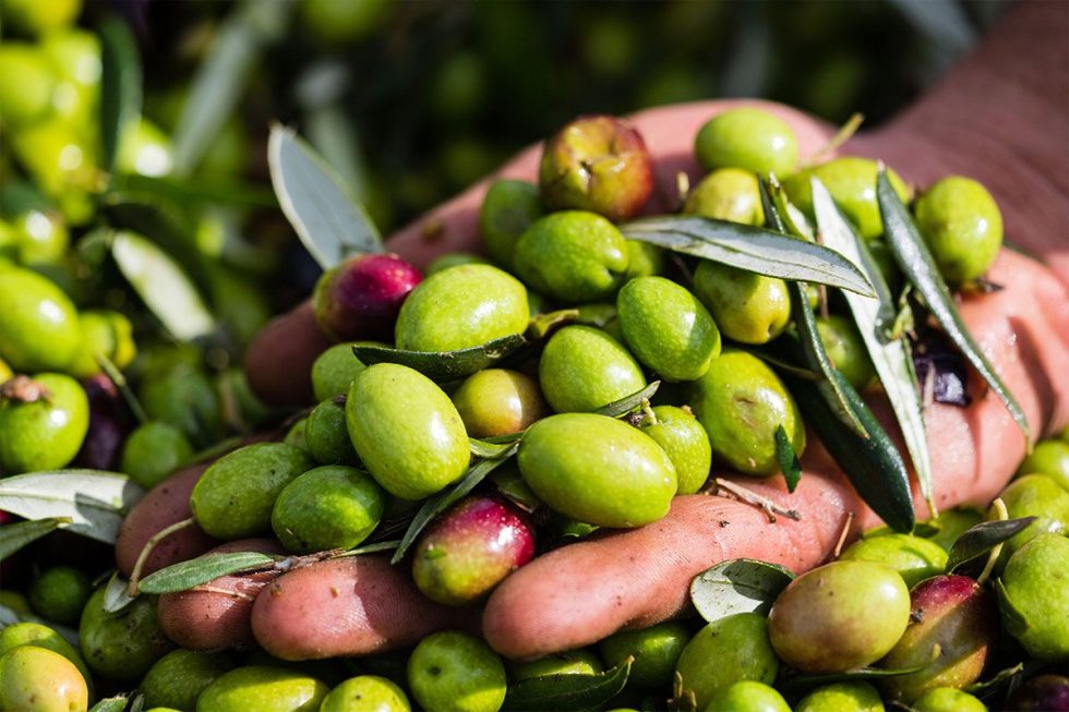 Olive oil tour, Agios Matheos village | Astera Travel Corfu