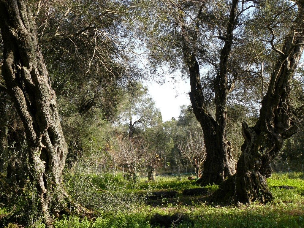 Olive oil tour, Agios Matheos village | Astera Travel Corfu